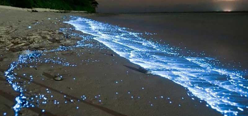 Vaadhoo Beach: the Sea of Stars in the Maldives